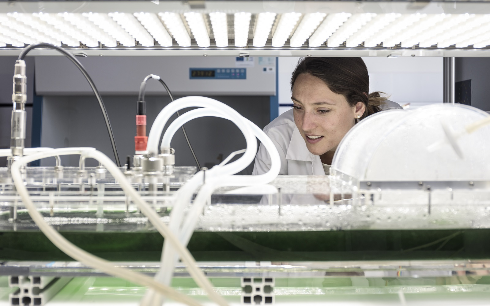 Industrial valorisation of microalgae - CAPACITÉS