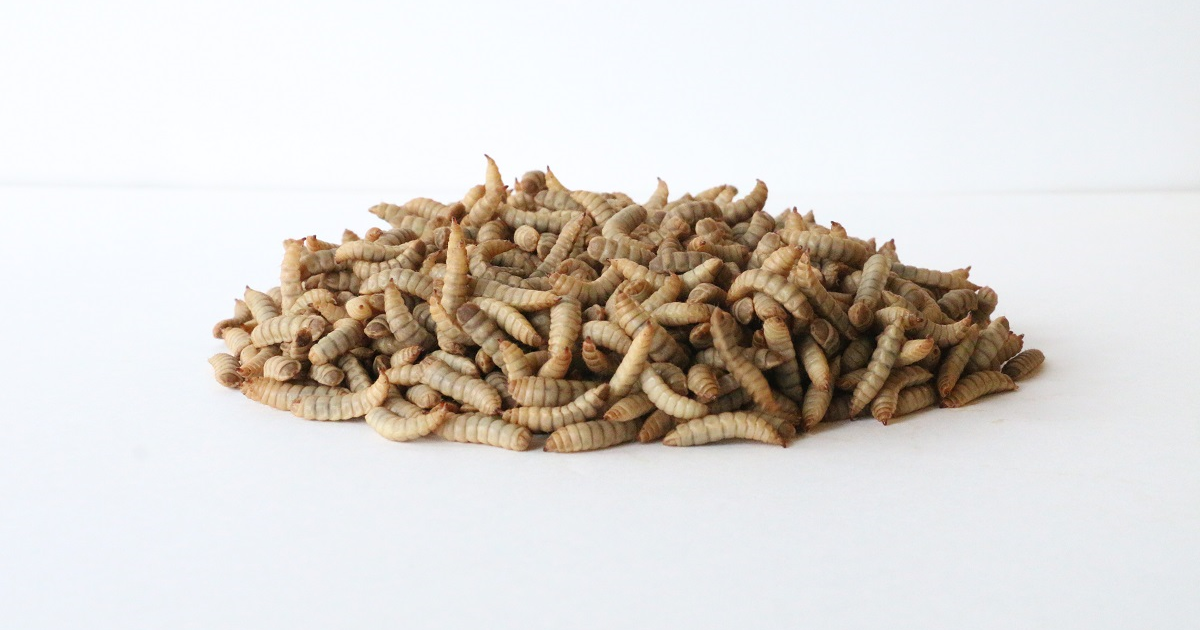 Exploiter les nouvelles protéines grâce à la biocatalyse - CAPACITÉS