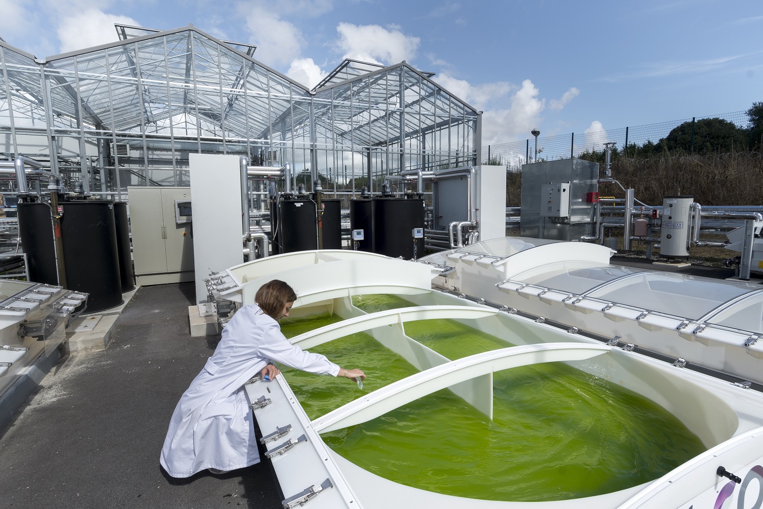 Industrial ecology: large-scale cultivation of microalgae in French ...